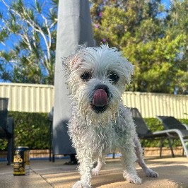 Laps for Life - Louise Larkin